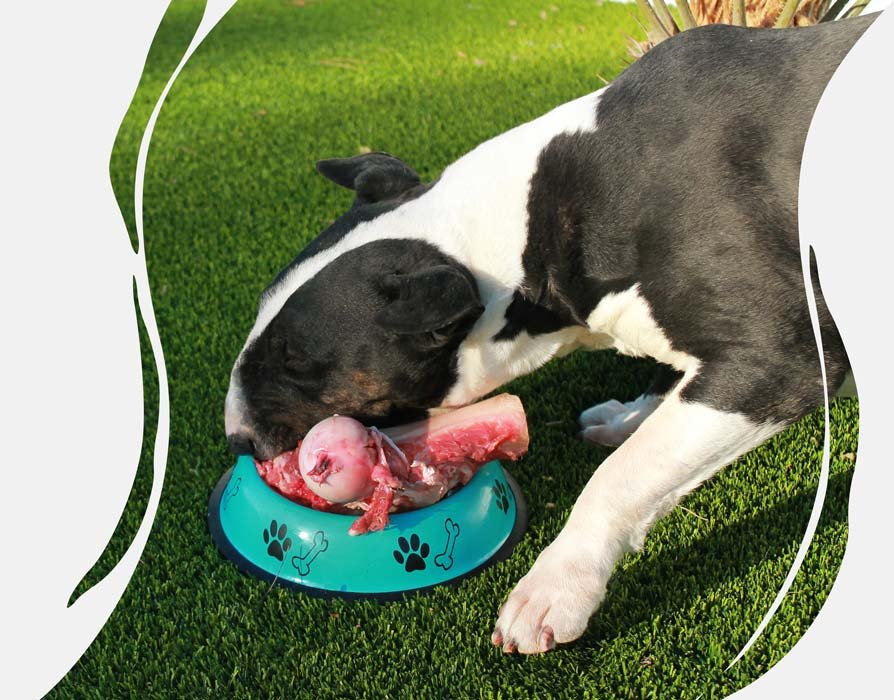 Comprar Comida Barf para Mascotas - Dieta Barf a domicilio